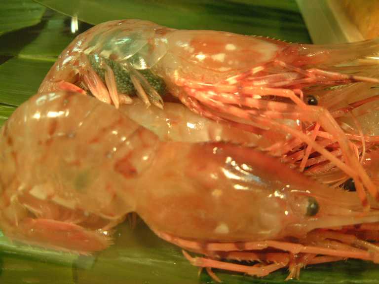 Japanese Crustacean Species 2: Large Sweet Prawn-Botan Ebi-牡丹海老 ...