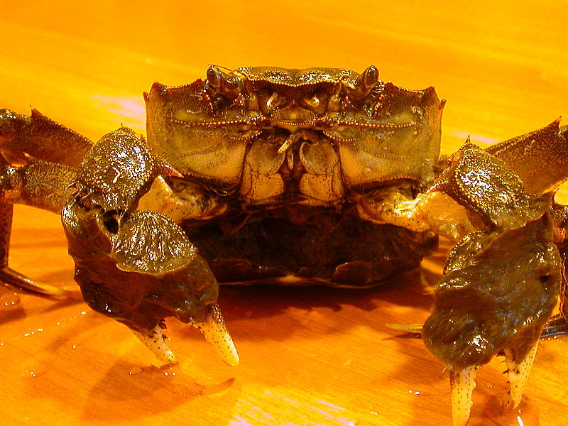 Japanese Crab Species 4: Japanese Mitten Crab/Mokuzugani (expanded ...