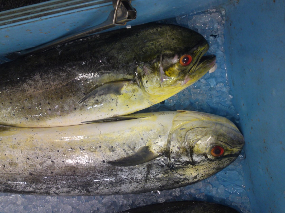 Local Shizuoka Fish & Seafood at Parche Fish Market in Shizuoka City ...