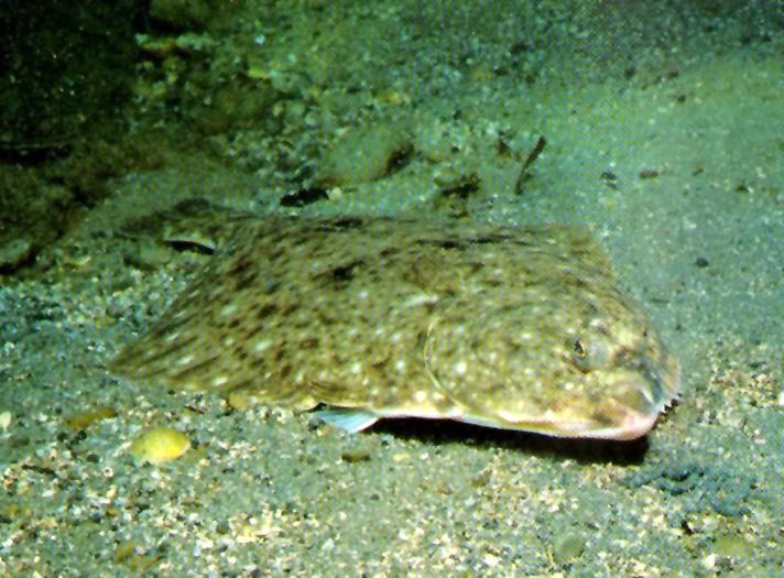 Japanese Fish Species 5: Ishigarei/Stone Flounder | SHIZUOKA GOURMET