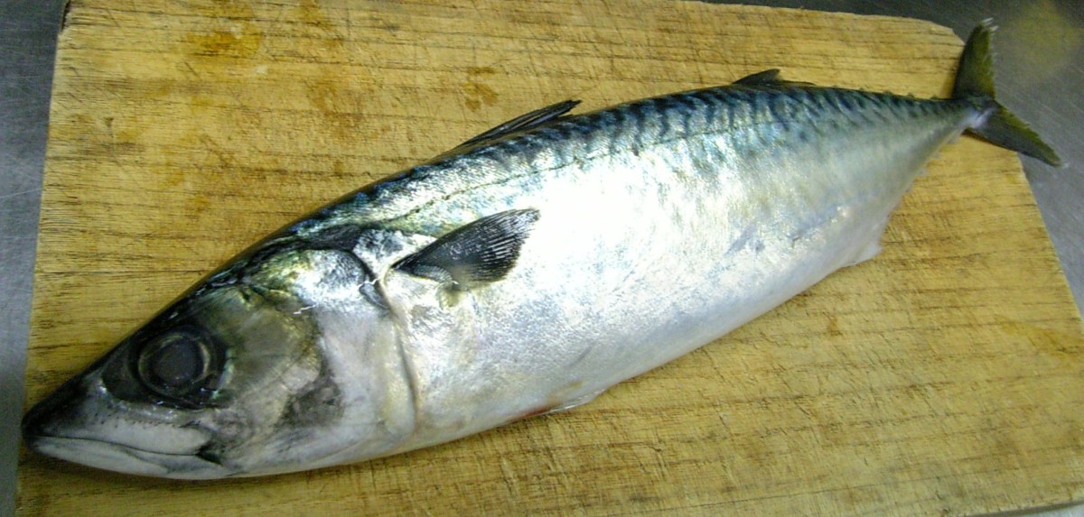 Japanese Fish Species 13: Saba/Mackerel | SHIZUOKA GOURMET