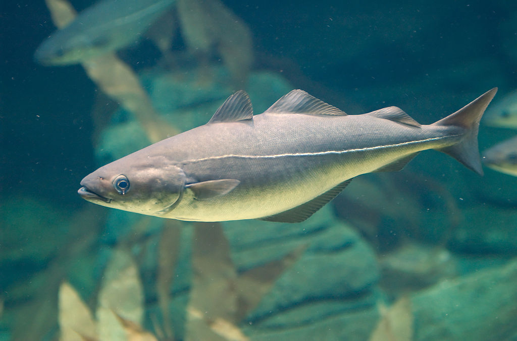 Japanese Fish Species 23: Tara/Cod | SHIZUOKA GOURMET