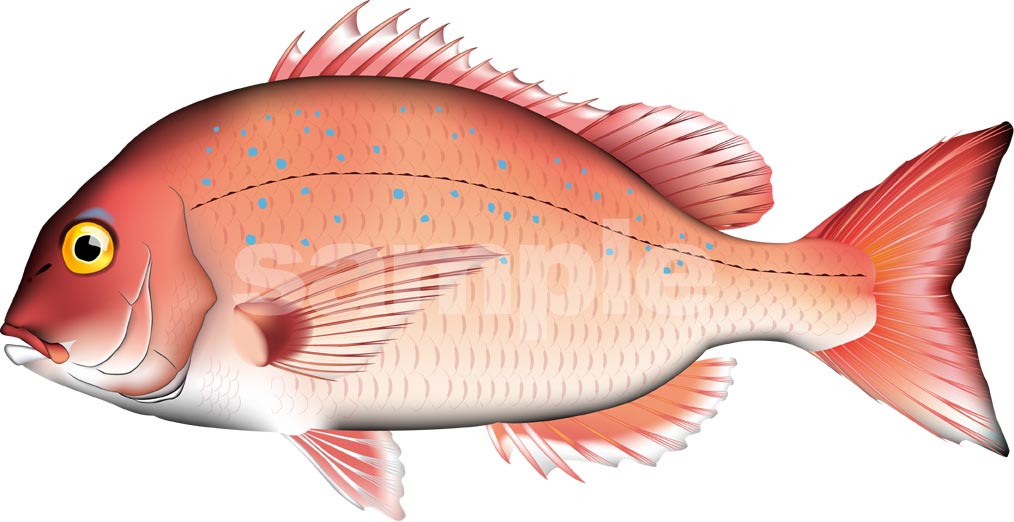 Japanese Fish Species 22: Tai-Madai/Seabream | SHIZUOKA GOURMET