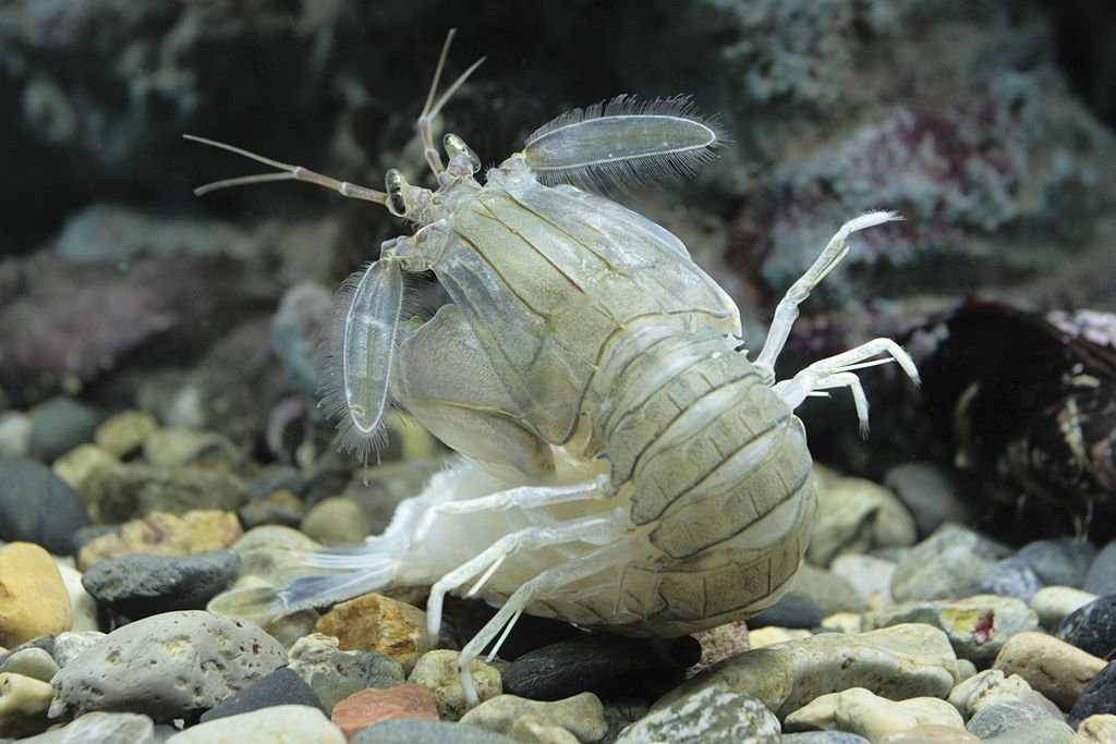 Japanese Crustacean Species 3: Shako-Squilla | SHIZUOKA GOURMET