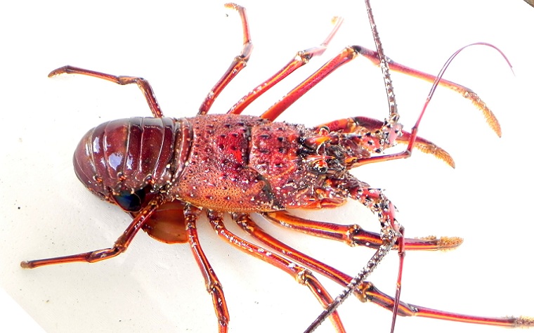 Japanese Crustacean Species 5: Ise Ebi/Japanese Spiny Lobster ...