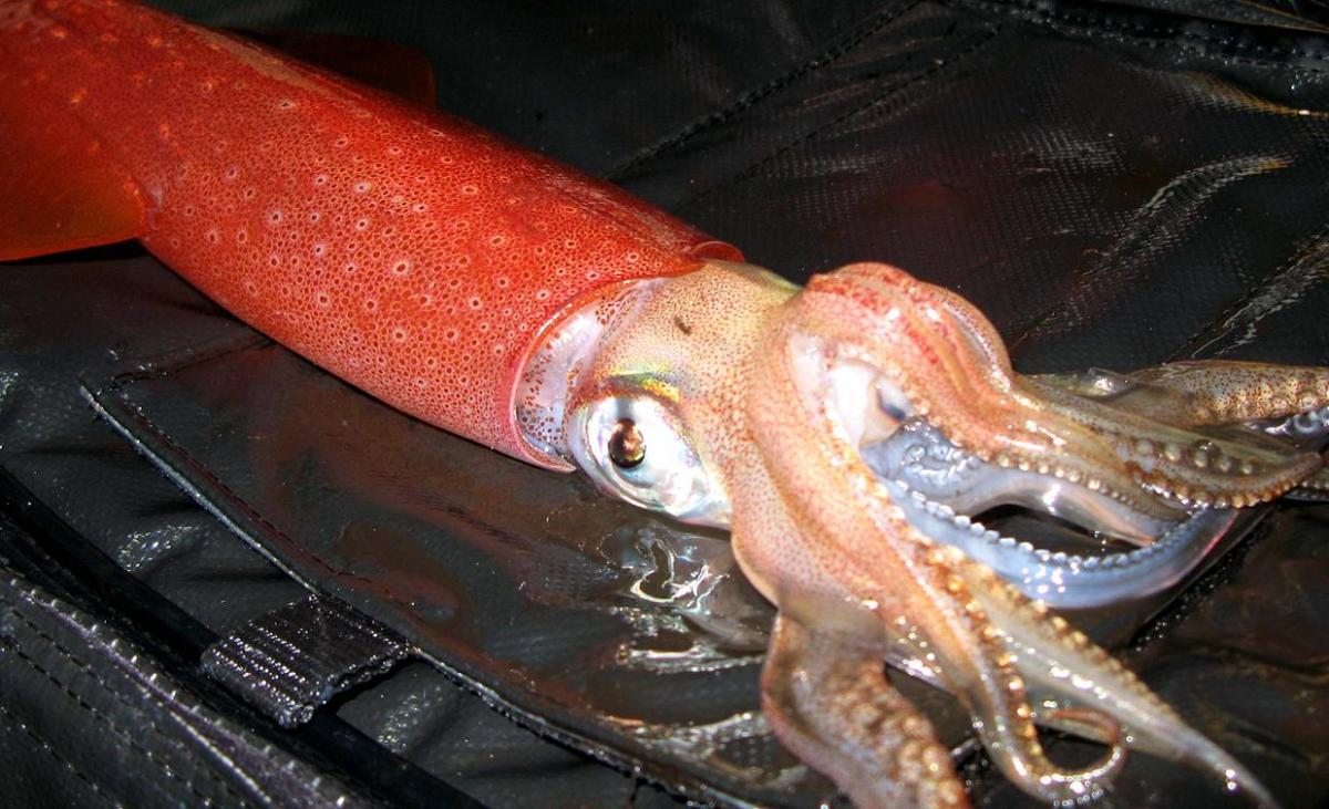 Japanese Cuttlefish/Squids Species 2: Kensaki Ika (Red Squid ...