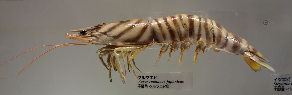 Japanese Crustacean Species 6: Kuruma Ebi/Japanese Imperial Prawn ...
